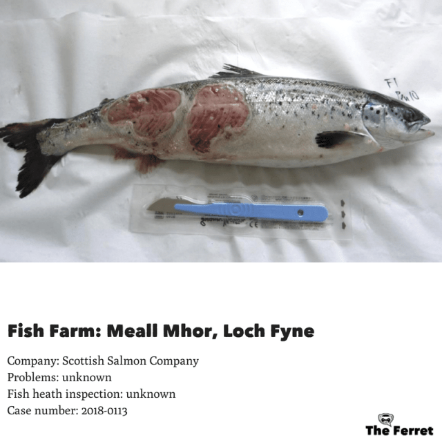 FARMED SALMON | Shit You Don't Need