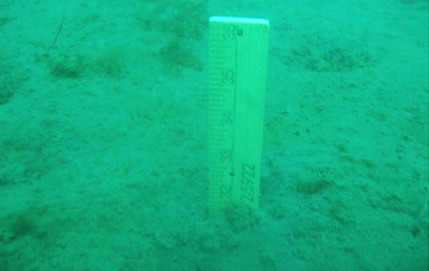 FARMED SALMON | Shit You Don't Need